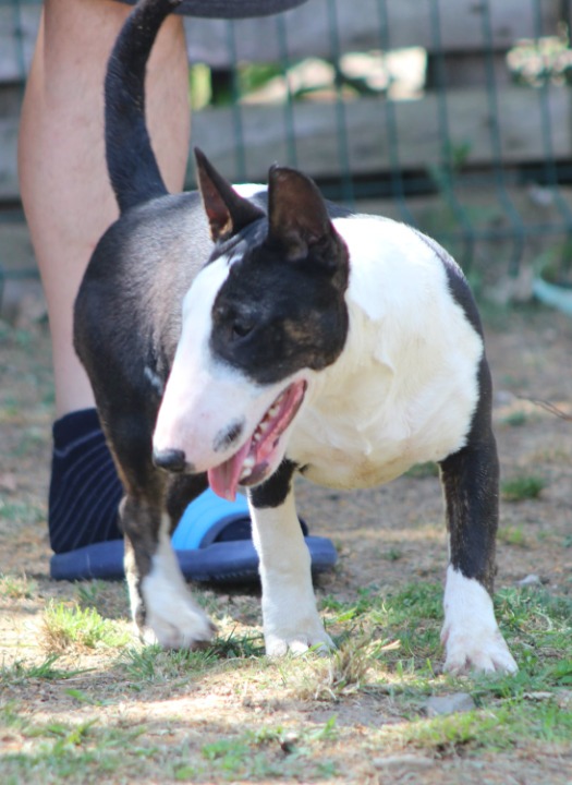 Mini Bull Terijer štenci | Miniature Bull Terrier