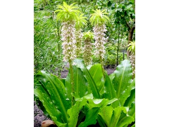 Ananas Ljiljan (Eucomis bicolor)