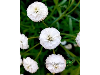 Hajdučka Trava (Achillea ptarmica 'The Pearl')