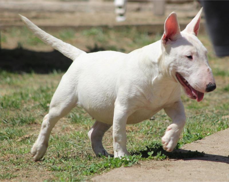 Mini Bull Terijer štenci | Miniature Bull Terrier