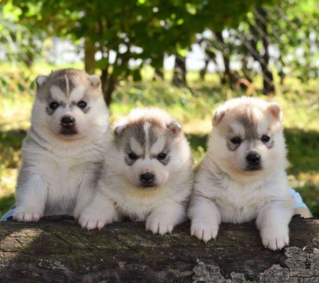 Sibirski Haski muški štenci. Srebrno beli. NEMAJU PLAVE OČI