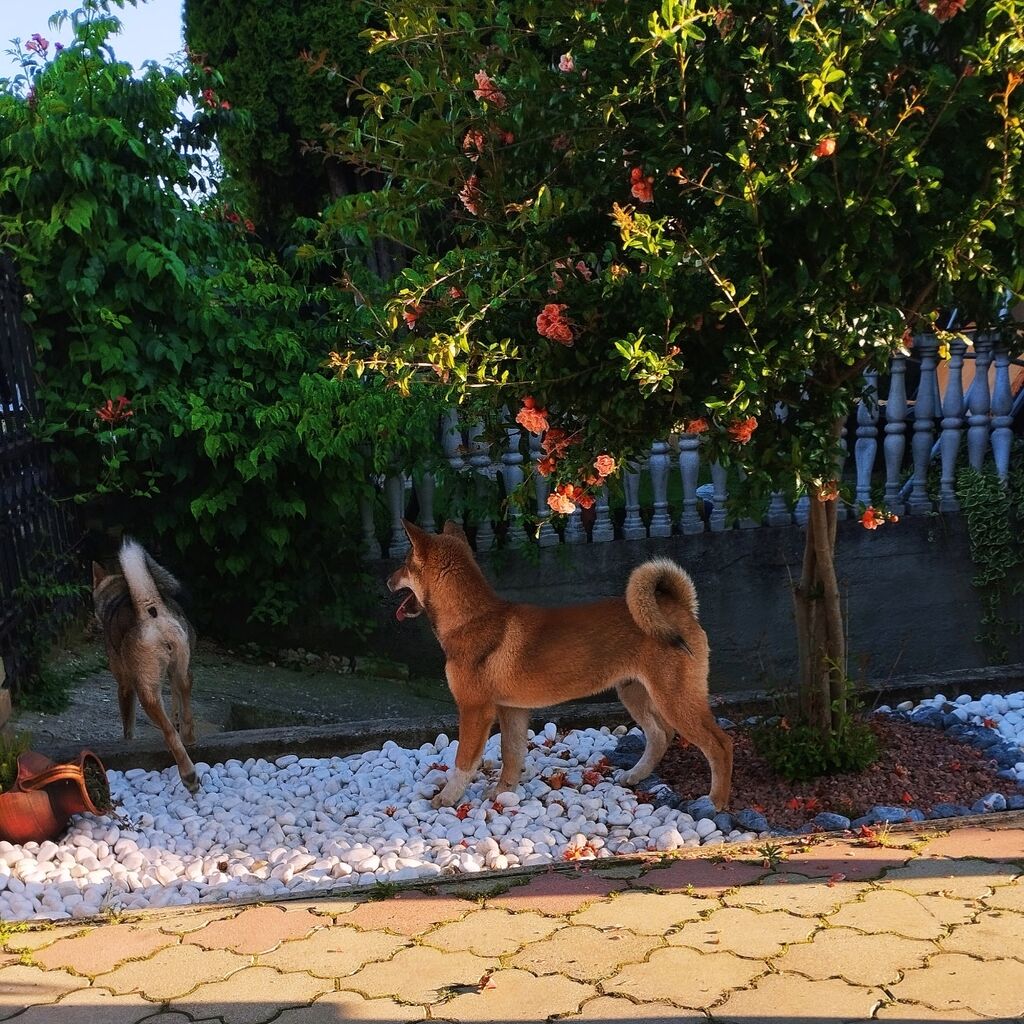 Šikoku štenci, veoma retka japanska rasa.psi su primili sve
