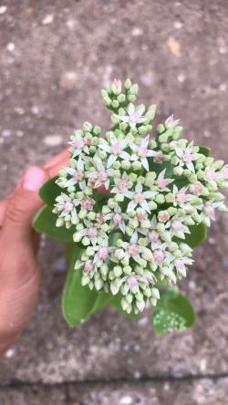 Sedum Spectabile Variegatum