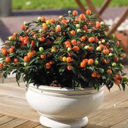 Rasad,Jerusalimska Trešnja (Solanum pseudocapsicum)-Visegodisnja Sobla i bastenska biljka..