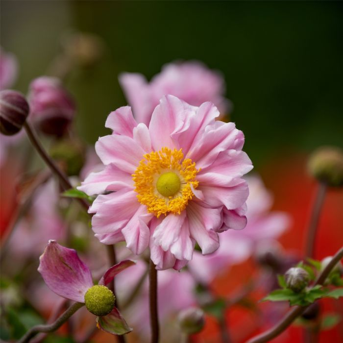 Anemone Hybrida Garden Breeze Whirlwind Pink - Japanska Anemona