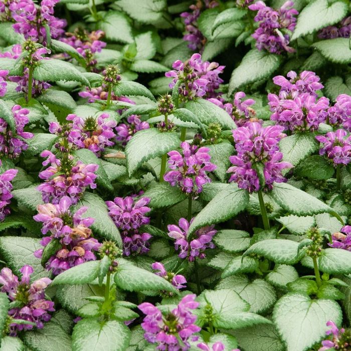 Lamium Maculatum Purple Dragon - Usnatica