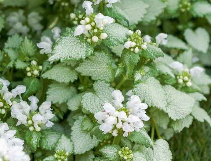 Lamium Maculatum White Nancy - Usnatica