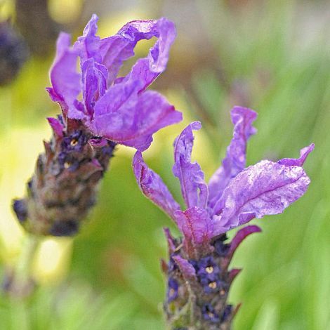 Lavandula Stoechas Blue Star - Španska Lavanda