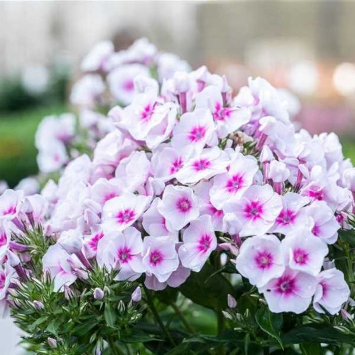 Plox Paniculata Flame Pro Soft Pink - Plamenac