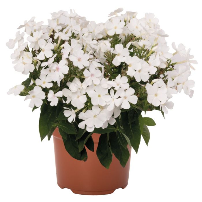 Plox Paniculata Flame Pro White - Plamenac