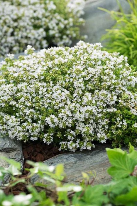 Thymus Praecox Albiflorus - Majčina Dušica