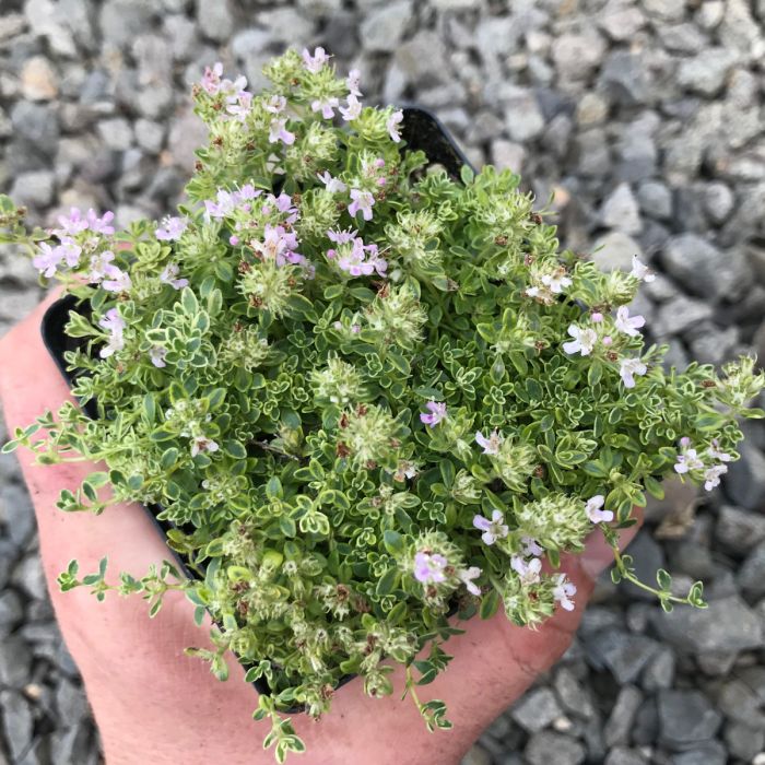 Thymus Praecox Highland Cream - Majčina Dušica