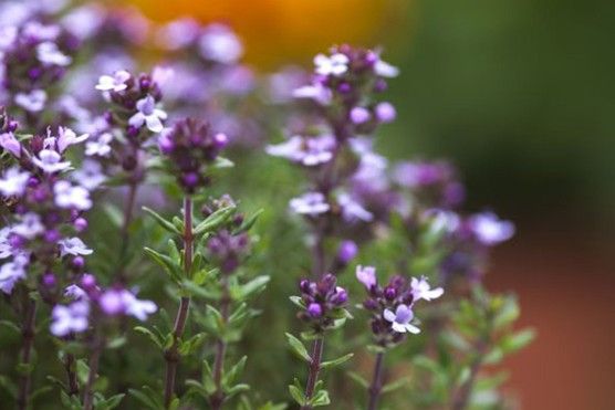 Thymus Vulgaris - Majčina Dušica