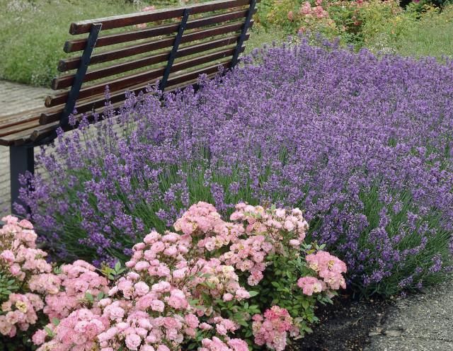 Lavandula Angustifolia Munstead - Engleska Lavanda