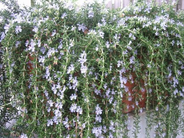 Rosmarinus Officinalis Capri - Puzeći Ruzmarin