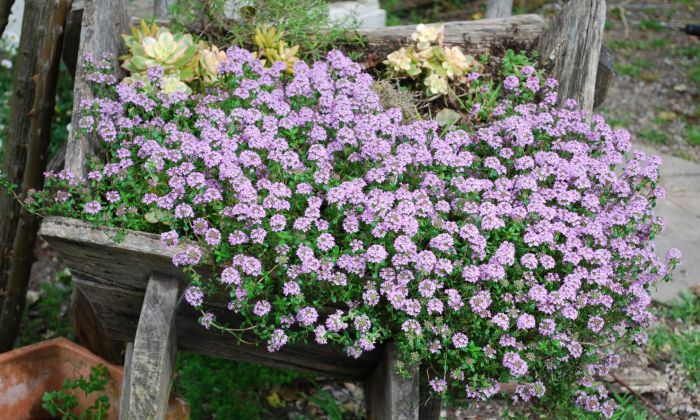 Thymus Longicaulis - Majčina Dušica