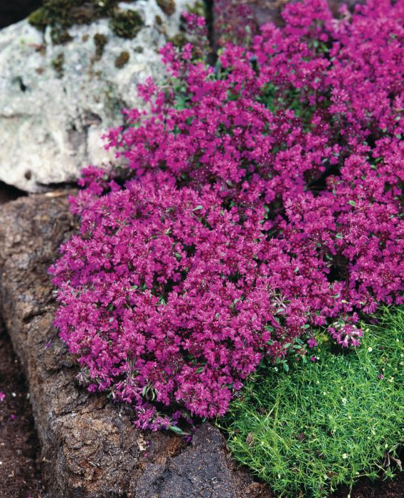 Thymus Praecox Red Carpet - Timijan,Majčina Dušica