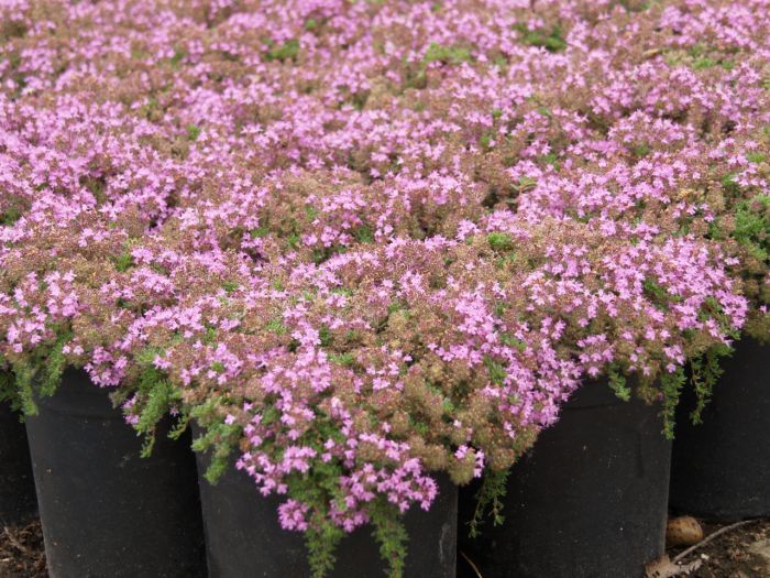 Thymus Serphyllum Pink Chintz - Majčina Dušica