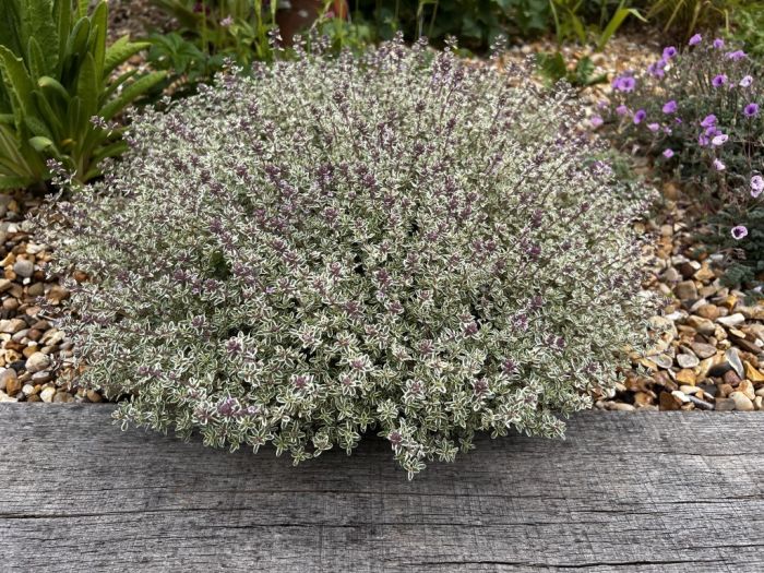 Thymus Vulgaris Silver Posie - Majčina Dušica