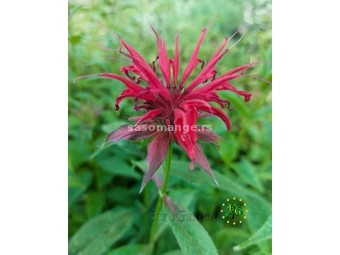 Monarda didyma 'Cambridge Scarlet'