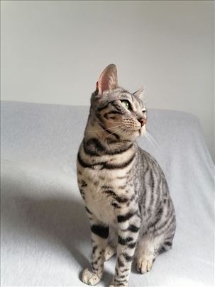 Bengalska, mlada mačka