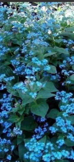 Nezaboravak, Spomenak - Brunnera macrophylla
