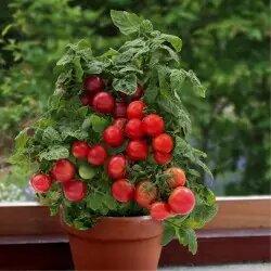 Cherry paradajz Vilma - 1 sadnica