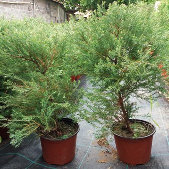 Chamaeciparis pisifera