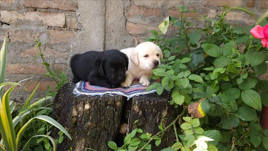 Labrador retriver, štenci na prodaju
