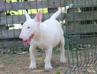 Mini Bull Terijer štenci | Miniature Bull Terrier