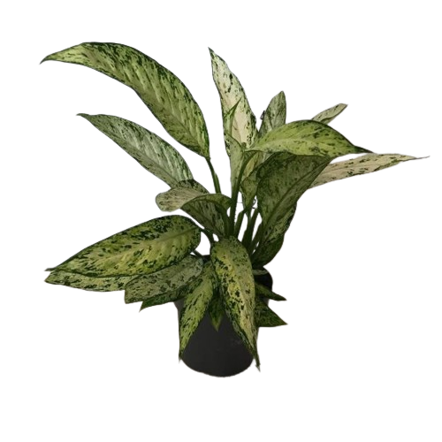 SAKS DIEFFENBACHIA MIX