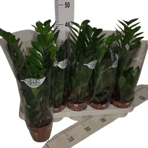 SAKS ZAMIOCULCAS 17