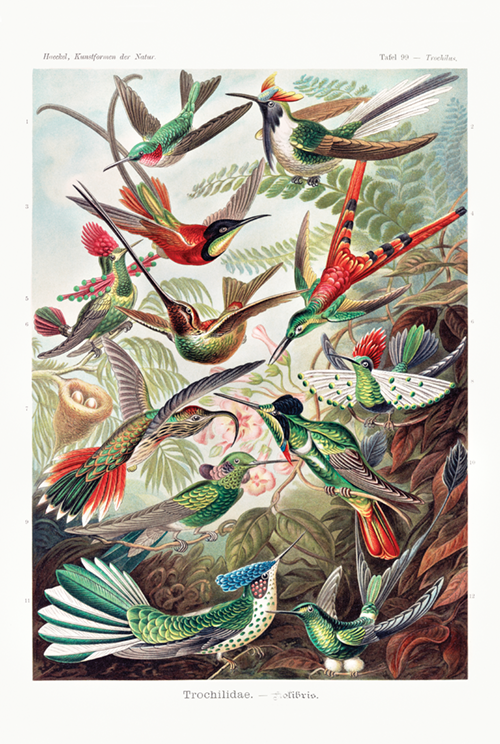 Trochilidae–Kolibris - Kunstformen der Natur (1904)