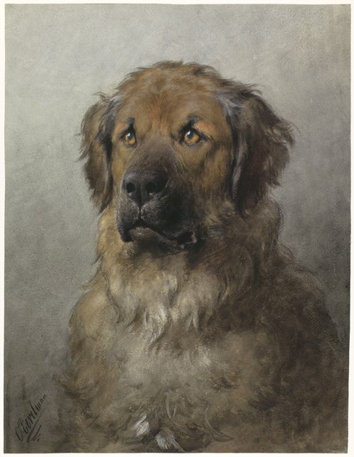 Head of a Leonberger (1880 - 1892)