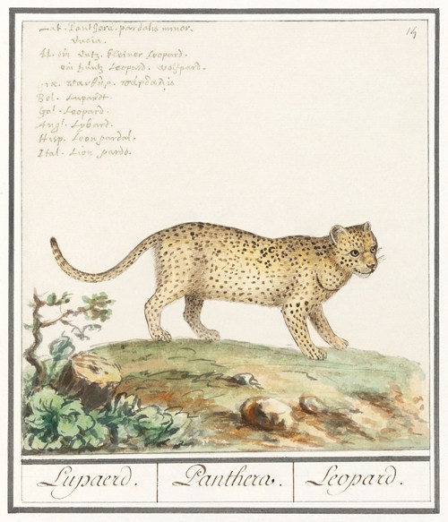 Leopard, Panthera pardus (1596–1610)
