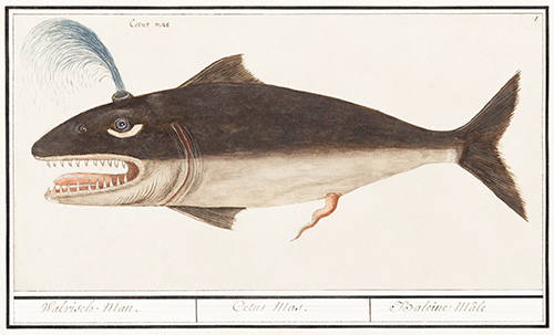 Whale, Cetus (1596–1610)