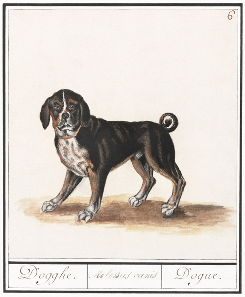 Dog, Canis lupus familiaris (1596–1610)