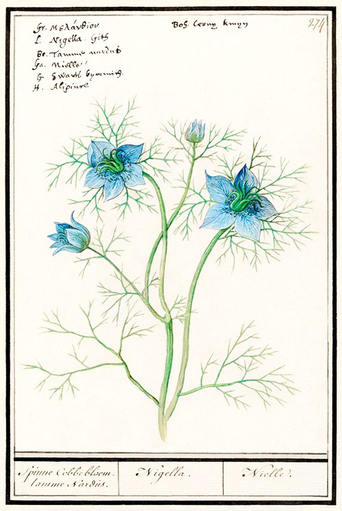Damsel-in-the-green, Nigella damascena (1596–1610)