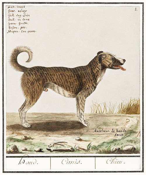 Dog, Canis lupus familiaris (1596–1610)