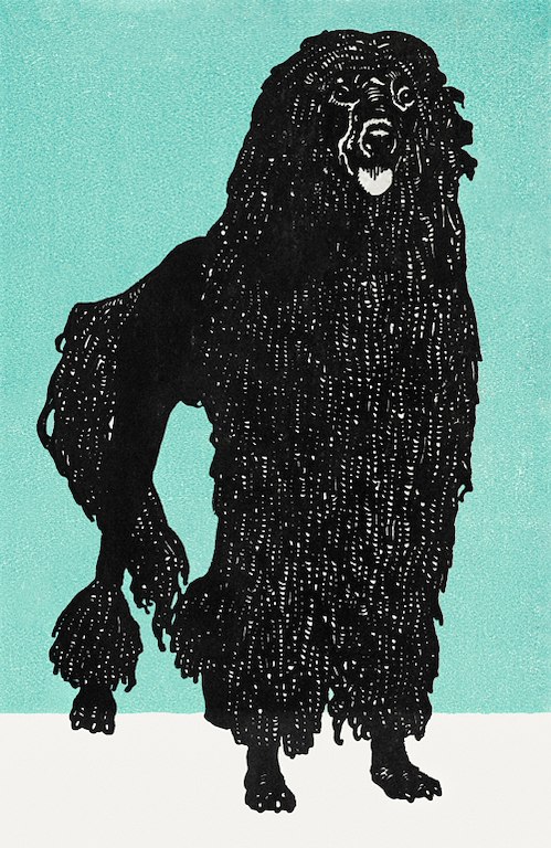 Poodle (1912)