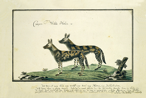 Lycaon pictus (African wild dog) (1777–1788)