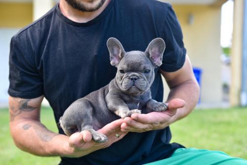 Francuski buldog,stenci