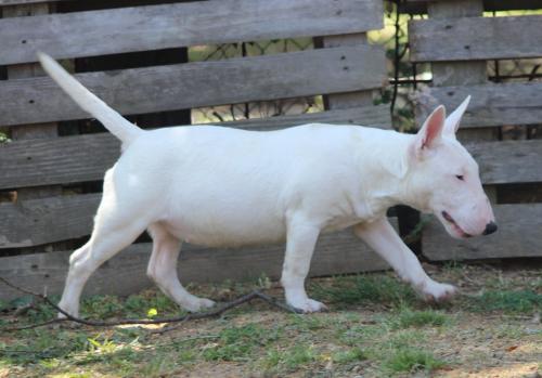 Mini Bull Terijer štenci | Miniature Bull Terrier