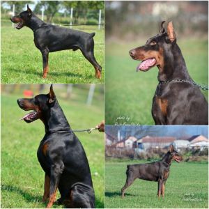 Doberman štenci vrhunskog porekla