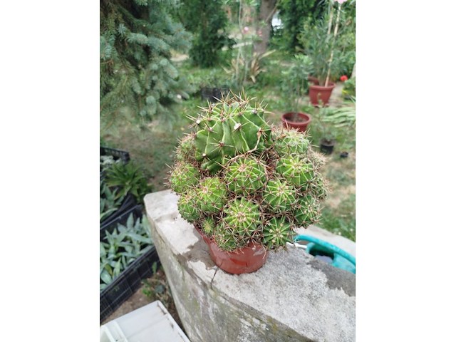 Cactusi Echinopsis oxygona