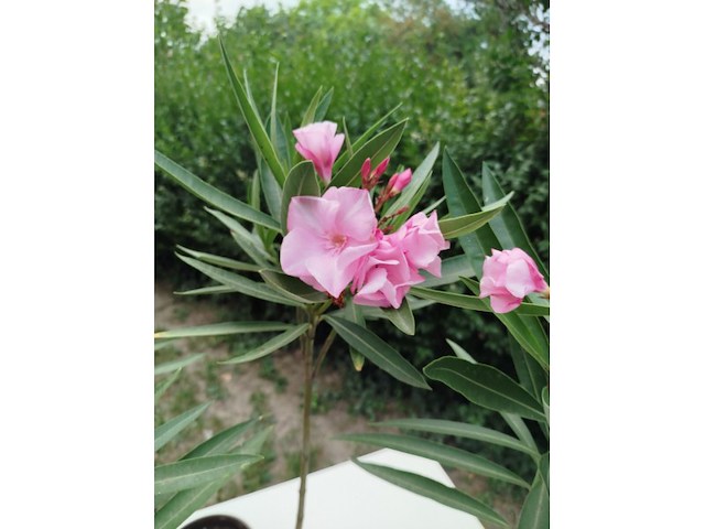 Oleander rose i beli