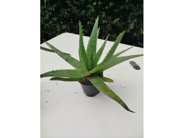 Aloe vera- Aloe barbadensis Miller- Medicinska aloe