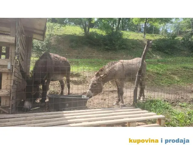 Magarica uparena i magarac na prodaju