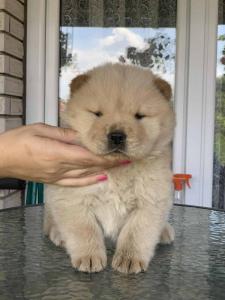 Chow Chow muzjaci