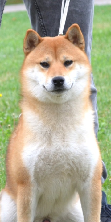 Shiba Inu prelepi štenci